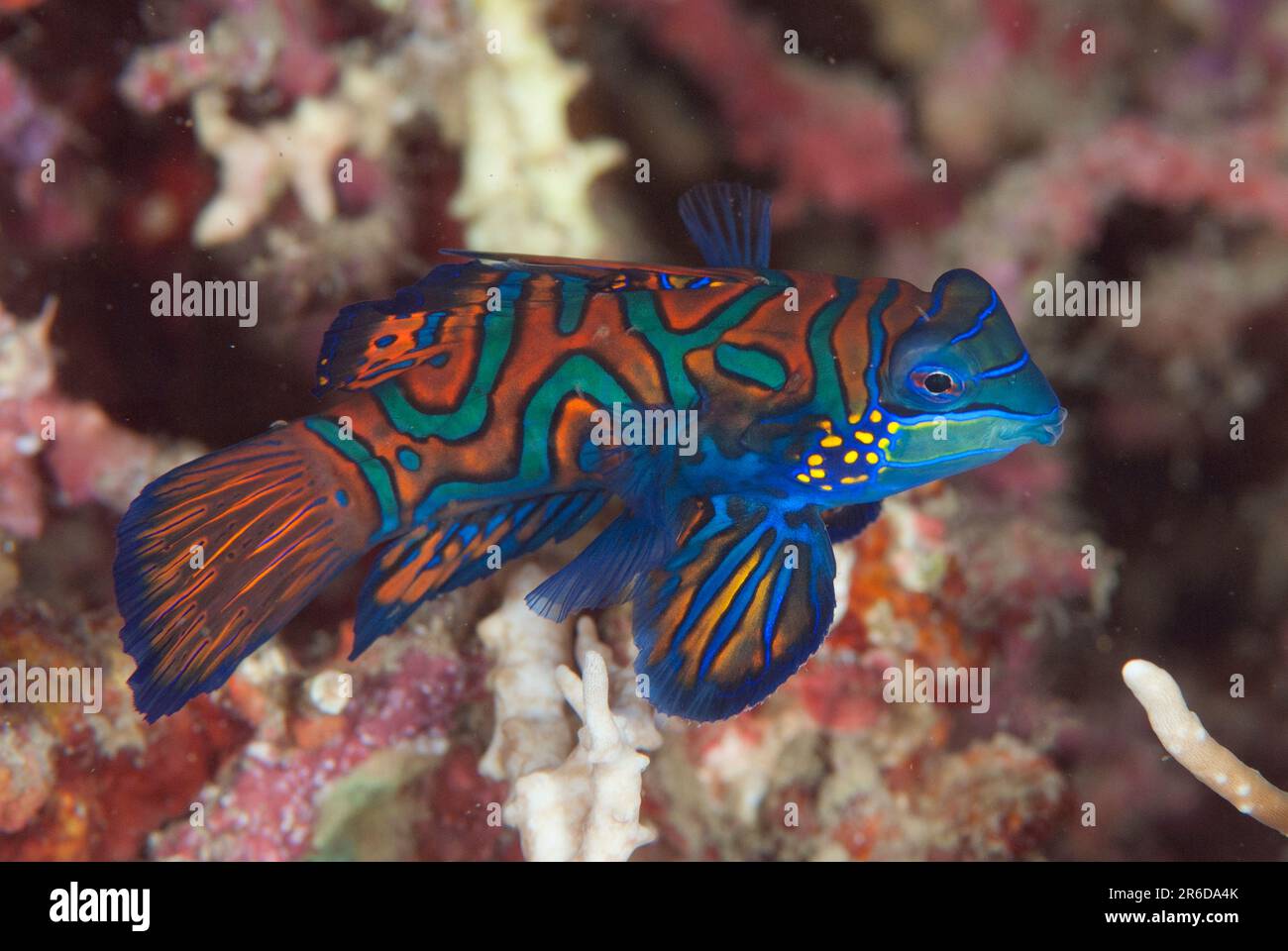 Mandarinfish, Synchiropus splendidus, with ornate markings amongst ...