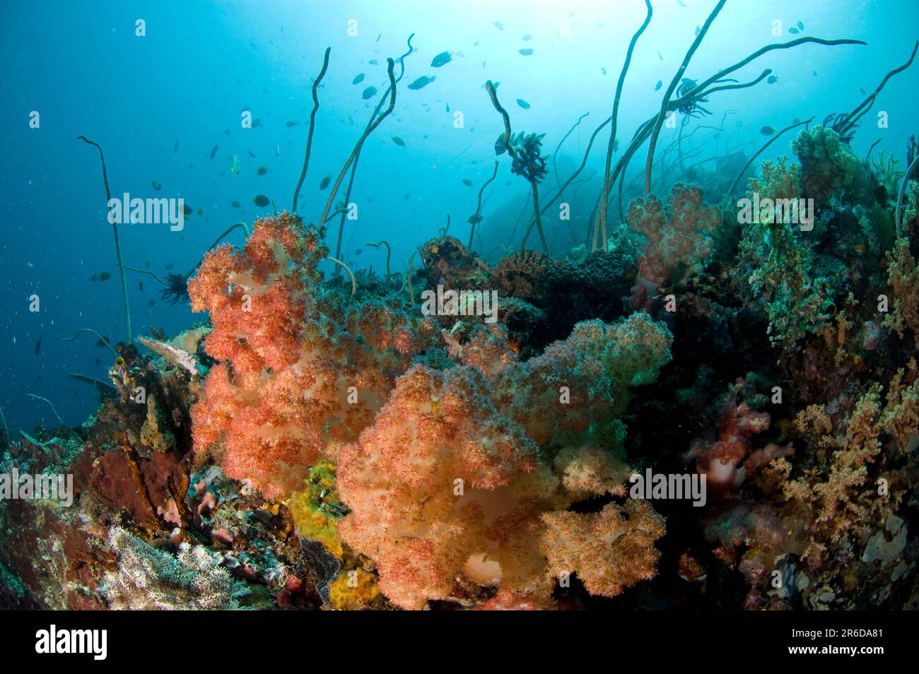 Spiny Carnation Coral, Spongodes sp, with whip corals with sun in ...