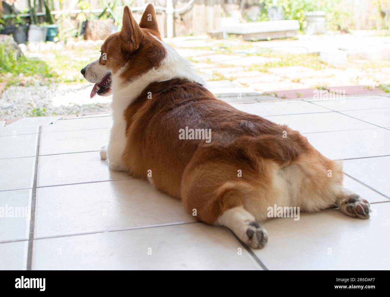 funny Pembroke Welsh Corgi lies in back view. Cardigan dog lies with ...