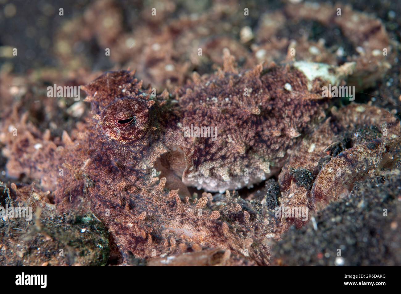 White V Octopus, Abdopus sp, Retak Larry dive site, Lembeh Straits ...
