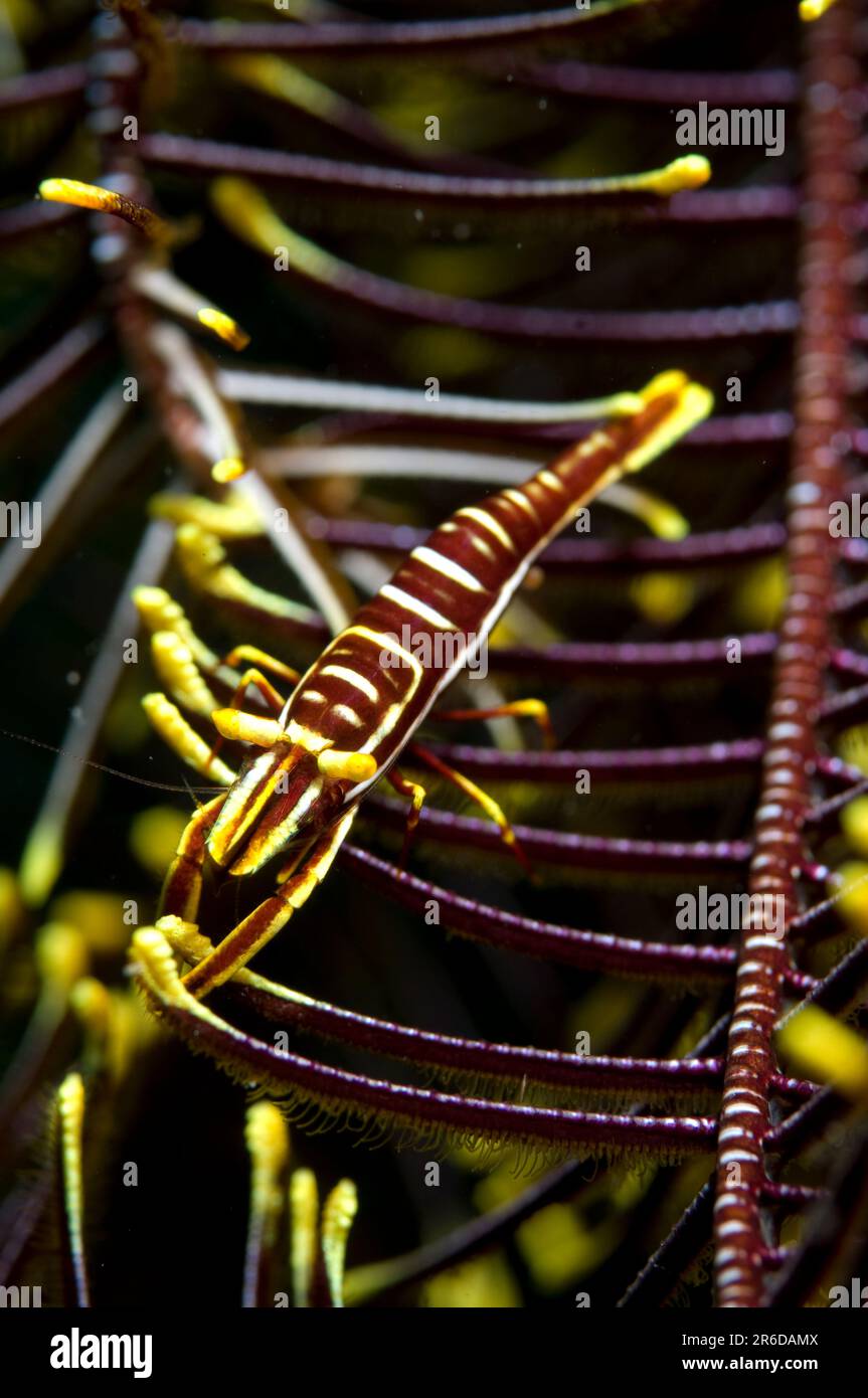 Ambon Crinoid Shrimp, Periclimenes amboinensis, on Crinoids, Comatulida ...