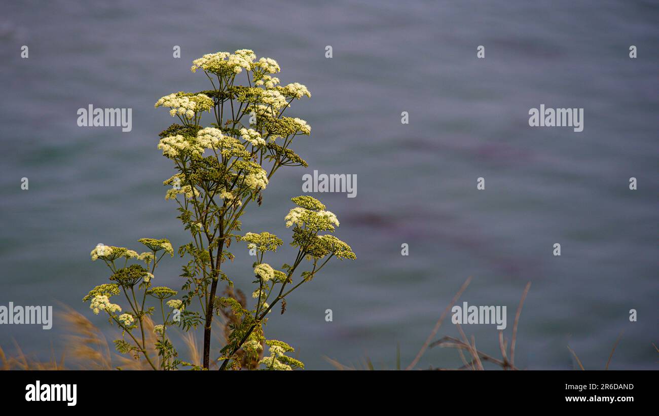 Hemlock bloom with the sea water as the background Stock Photo - Alamy