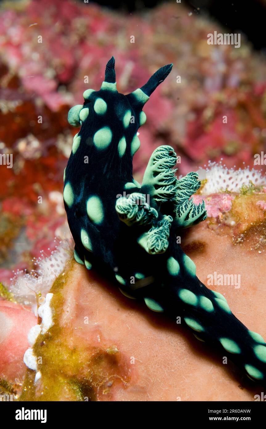 Crested Nembrotha Nudibranch, Nembrotha cristata, Lekuan dive site ...