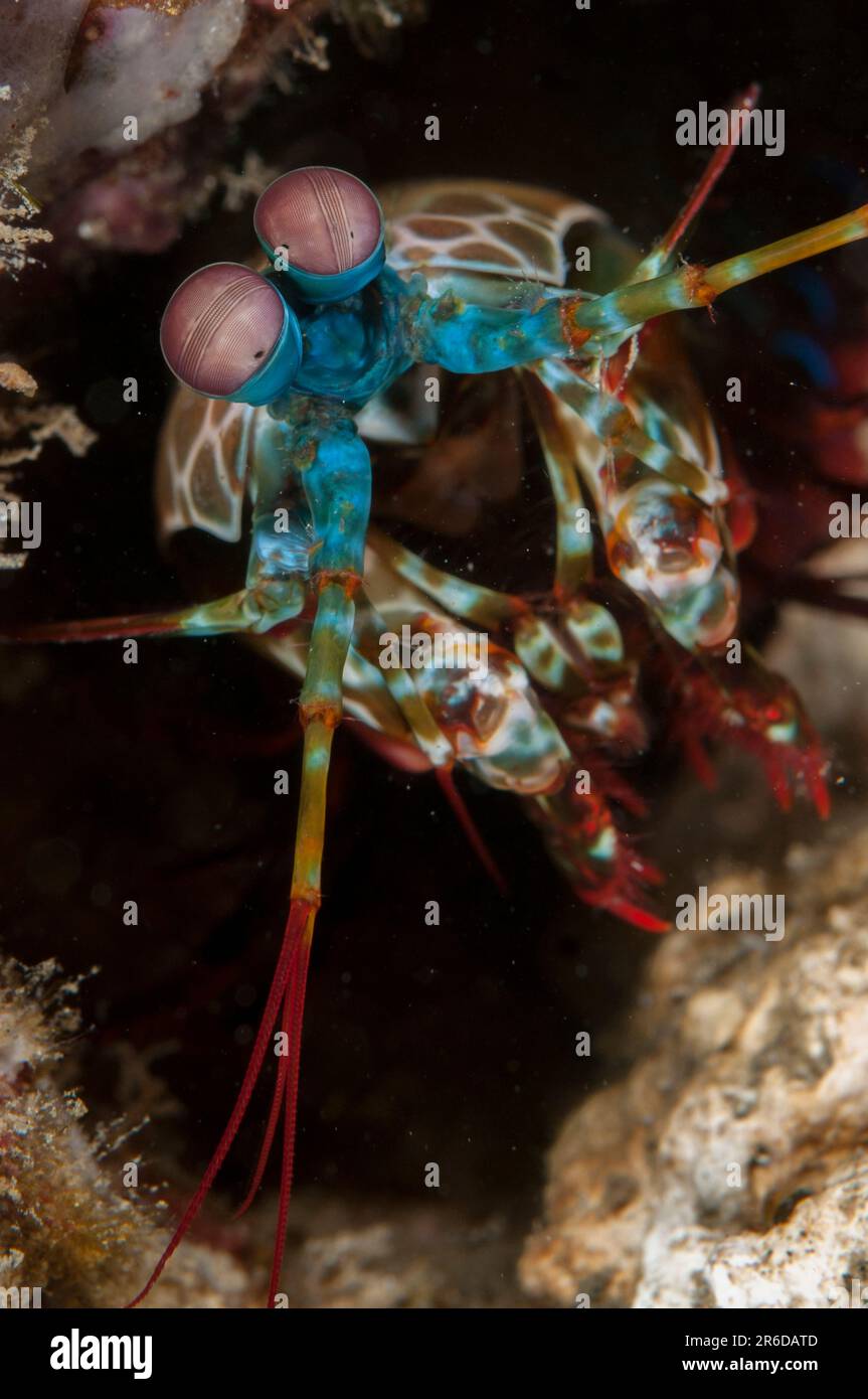 Smashing Mantis Shrimp, Odontodactylus scyllarus, in hole, Rhino City ...