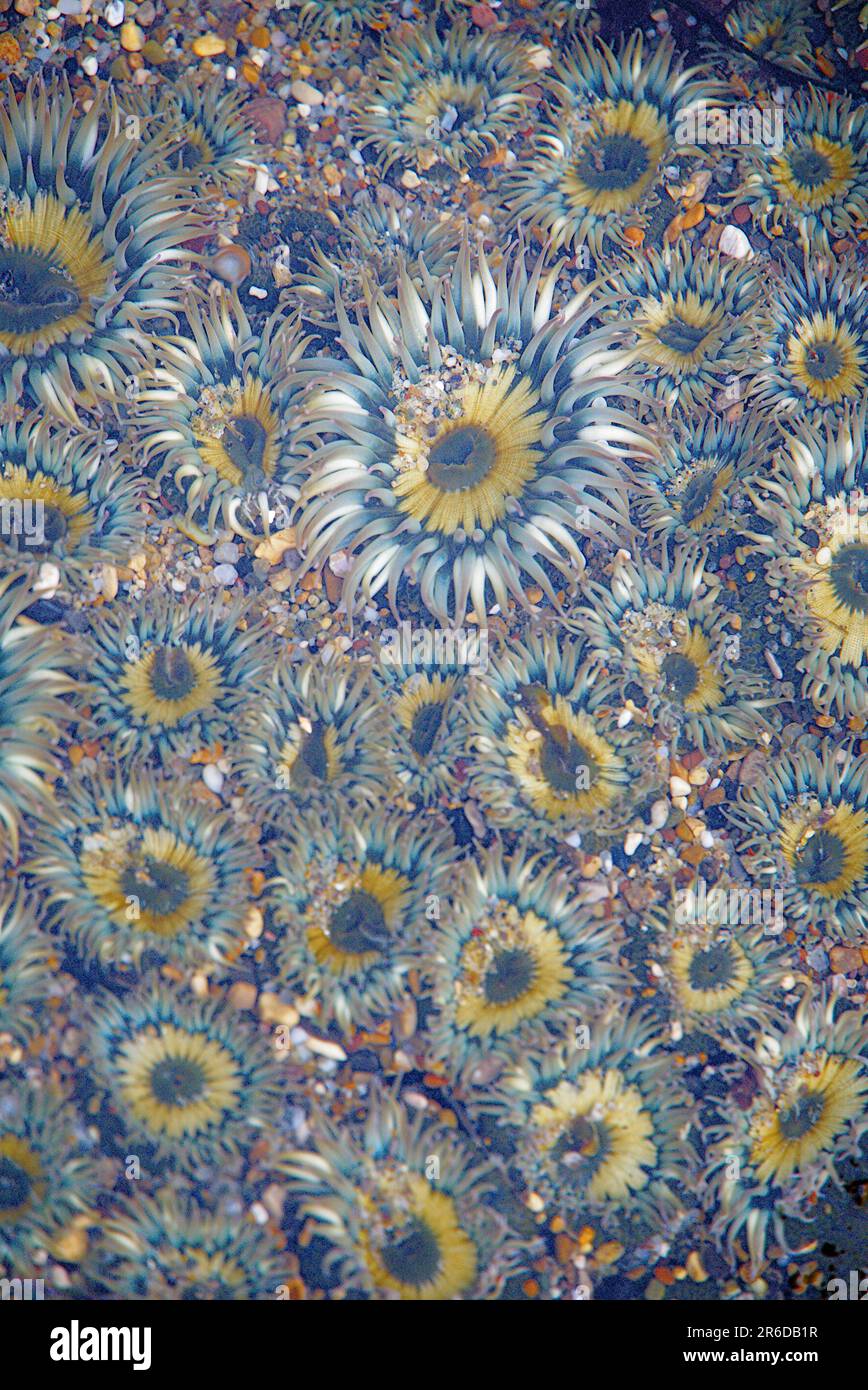 Sunflower like green sea anemones in tide pool Stock Photo - Alamy