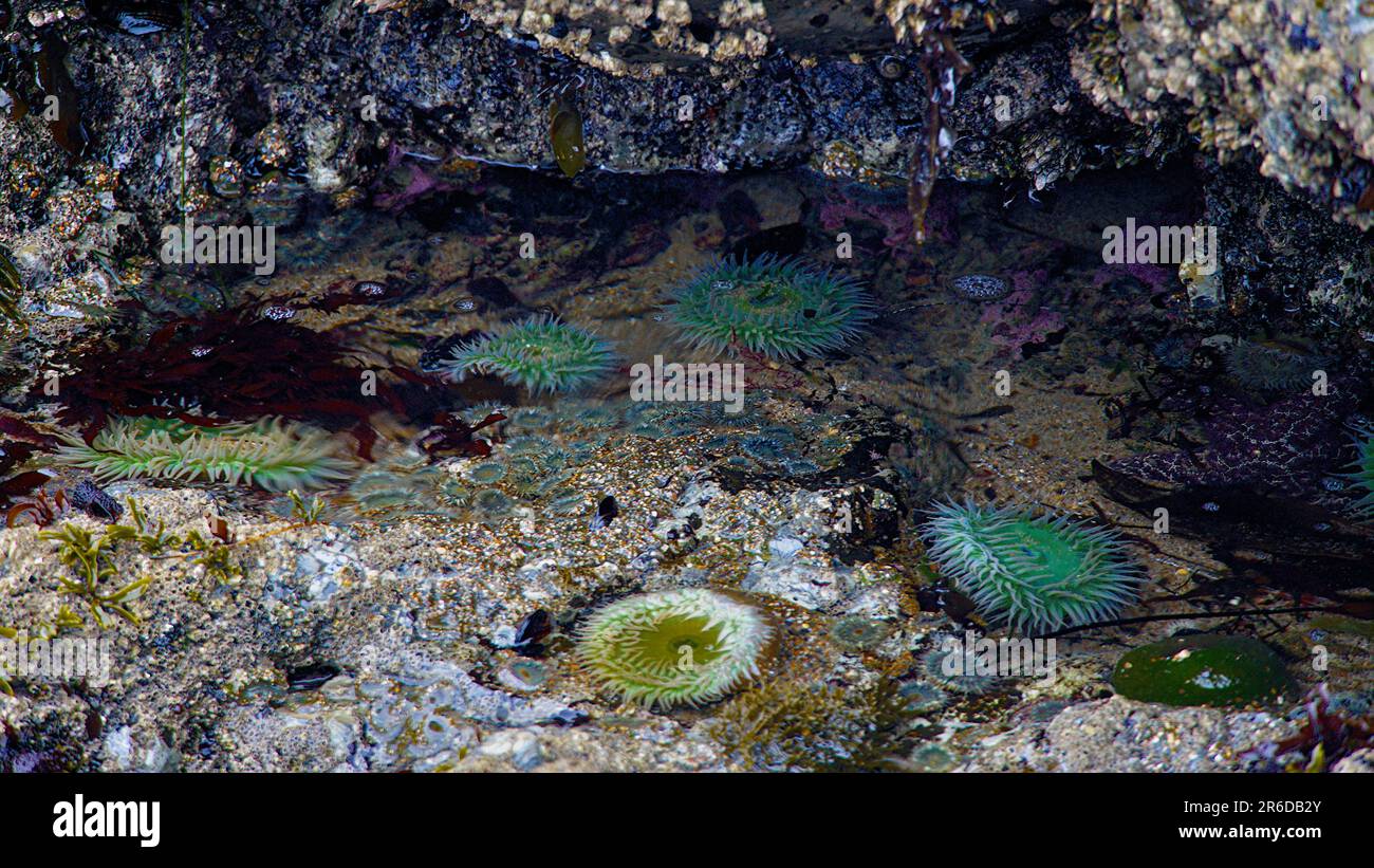 Tide pool with green sea anemones Stock Photo - Alamy