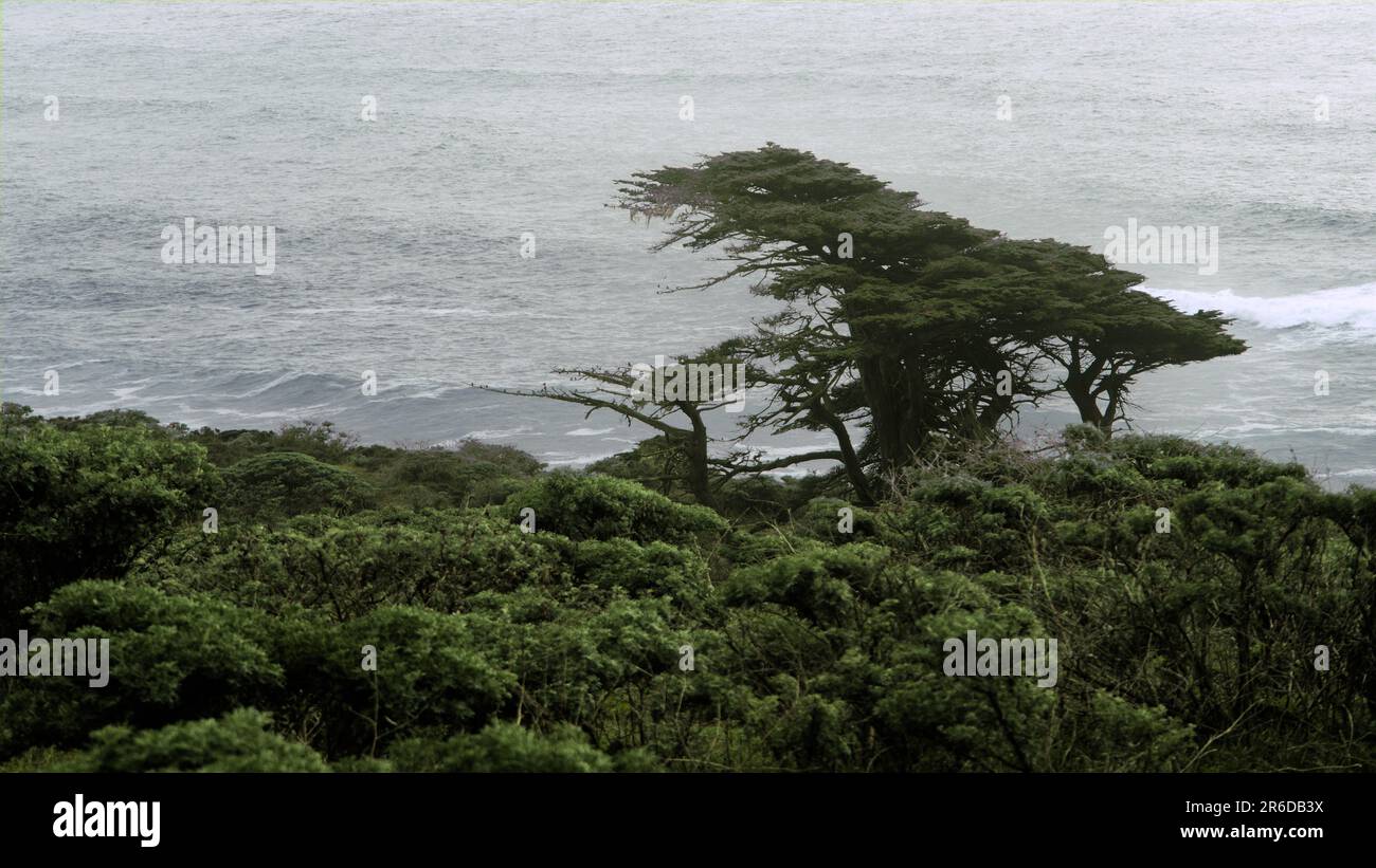 Grove of cypress trees water hi-res stock photography and images - Alamy