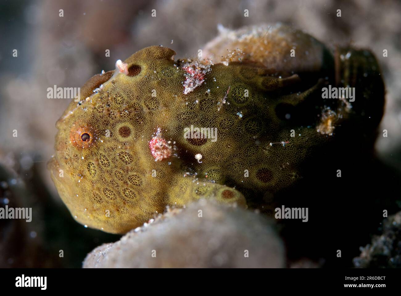 Painted Frogfish, Antennarius pictus, Joleha dive site, Lembeh Straits ...