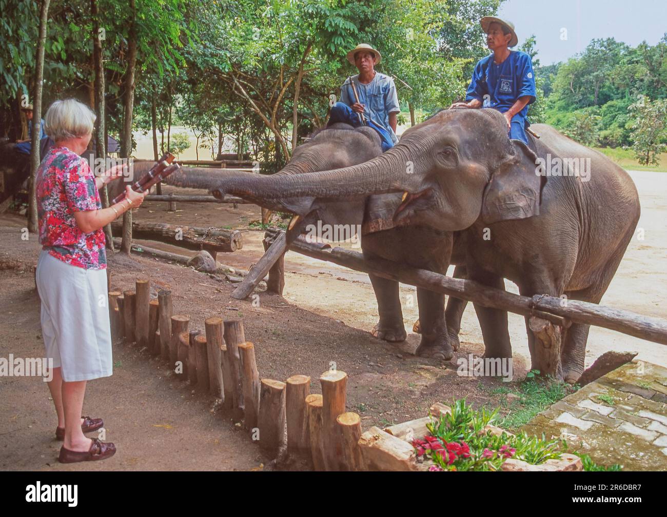 The National Elephant Institute, in Lampang in Thailand, was originally ...
