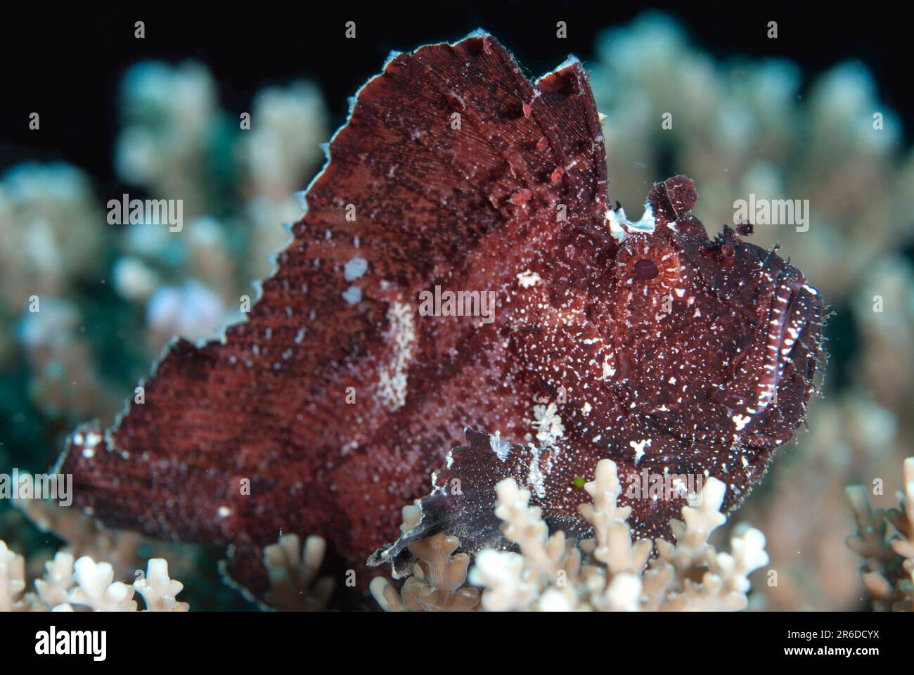 Leaf Scorpionfish, Taenianotus triacanthus, Bulaken dive site, Seraya ...