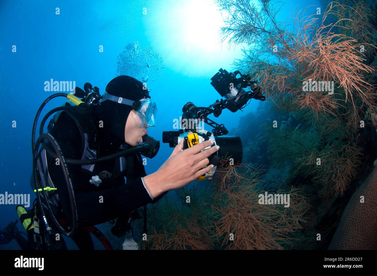 Diver with camera with sun in background, Ash Point dive site, Komba ...