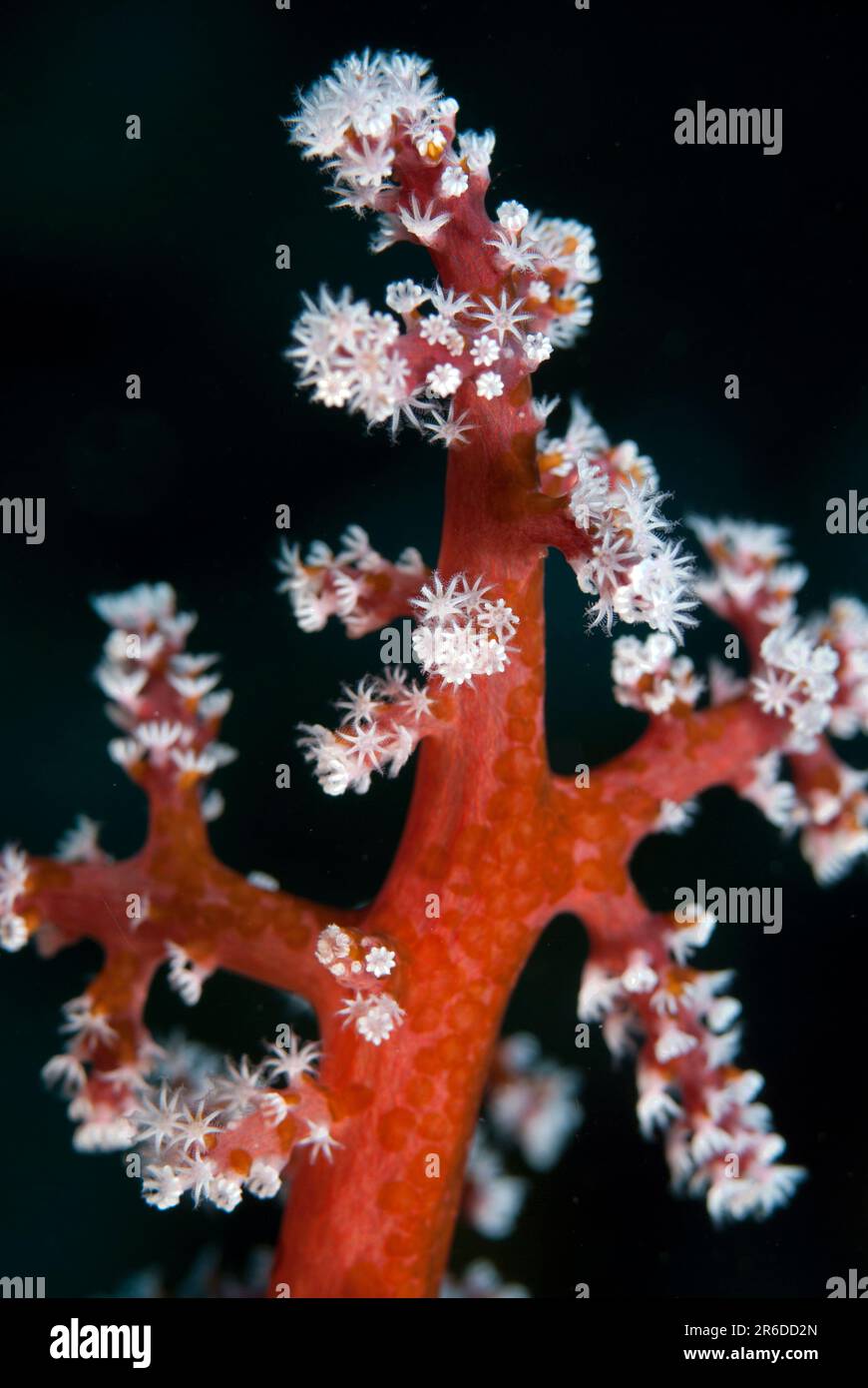 Cherry Blossom Coral, Siphonogorgia godeffroyi, Cauldron Point dive ...