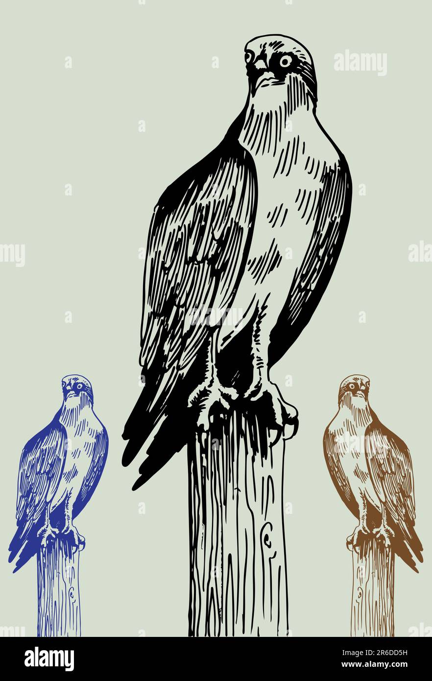 Hand drawn image of an osprey bird Stock Vector Image & Art - Alamy