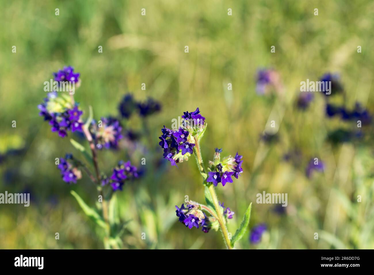 Blue anchusa officinalis hi-res stock photography and images - Alamy