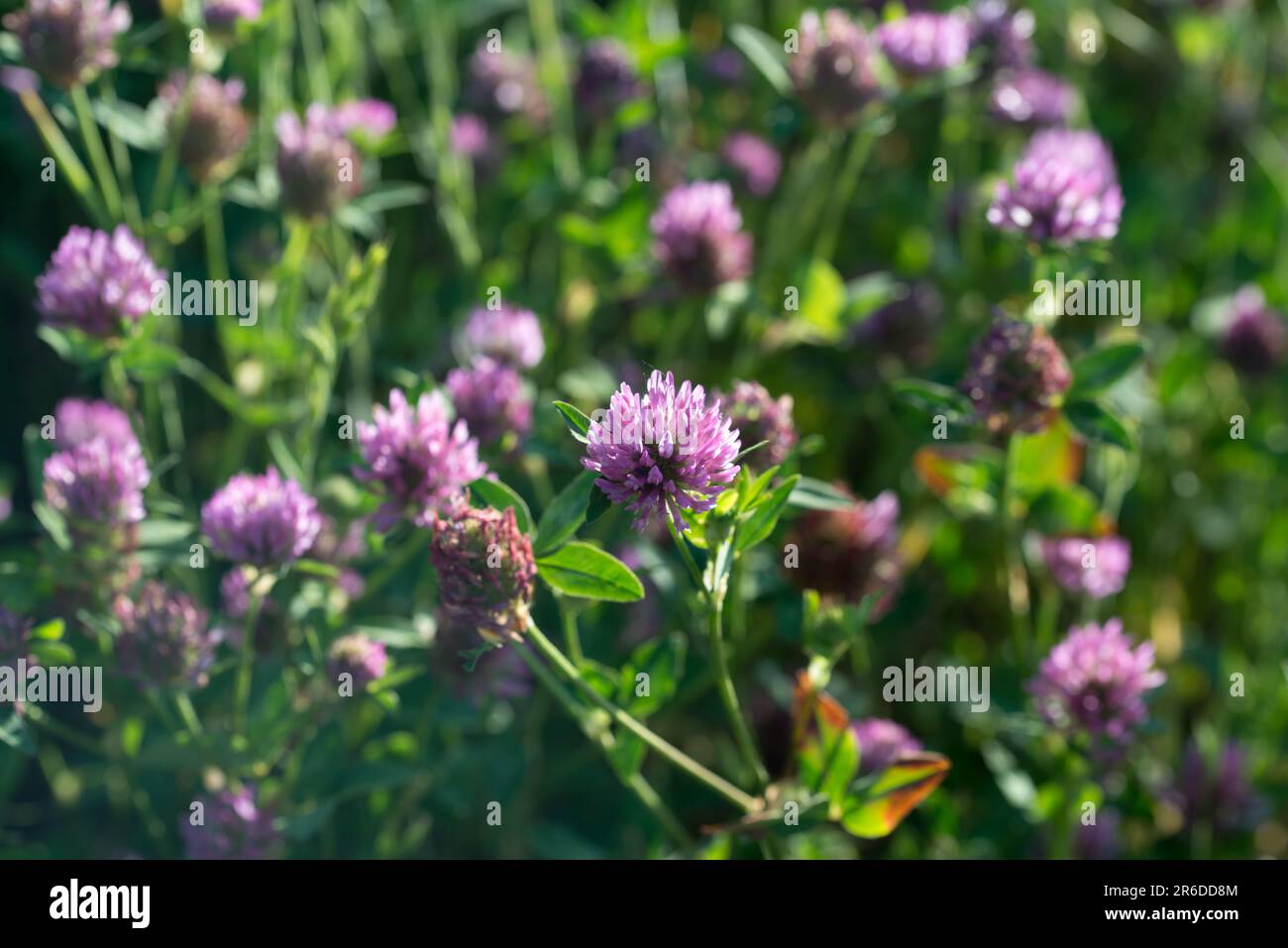 Trifolium pratense, red clover flower in meadow closeup selective focus ...