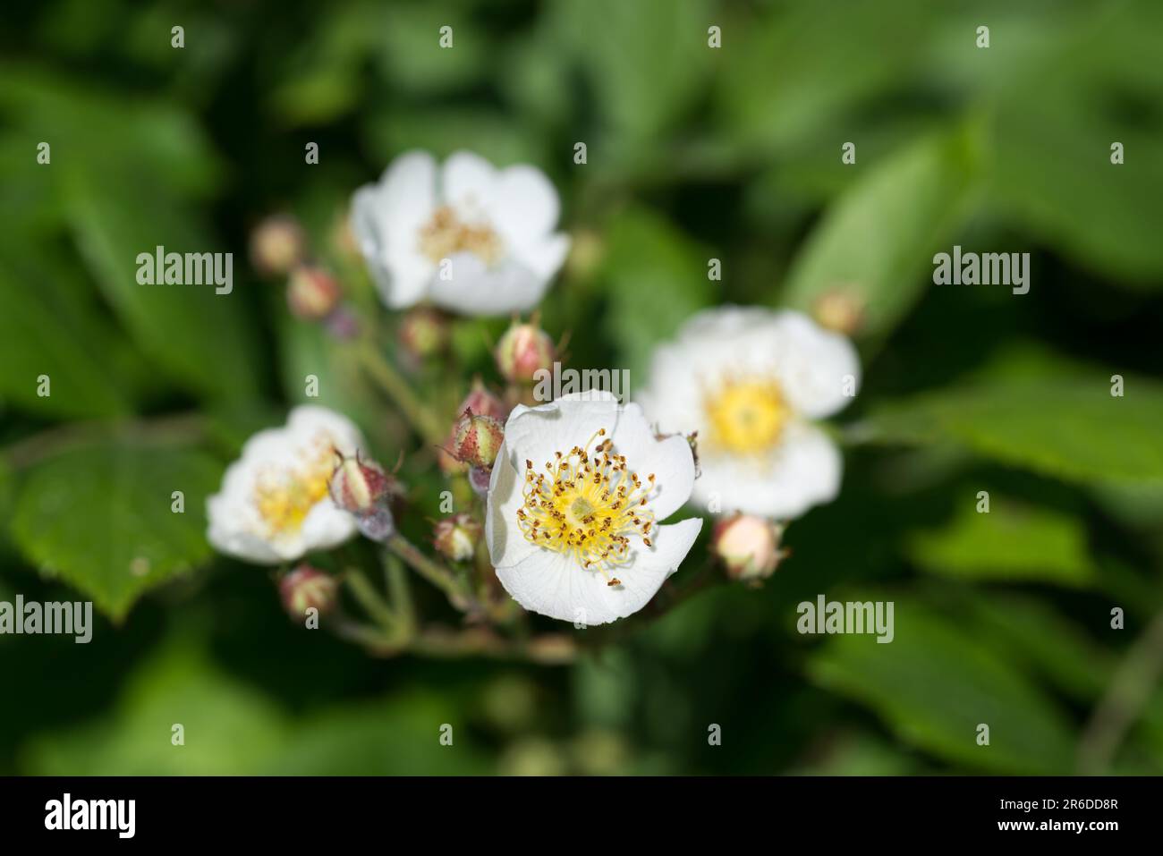 Multiflora rose hi-res stock photography and images - Alamy