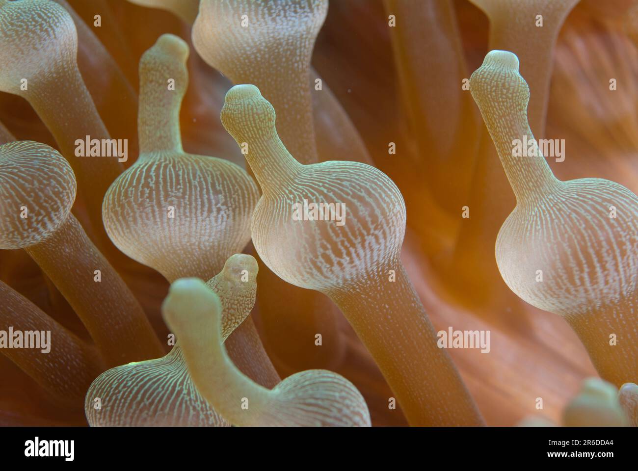Bulb Tentacle Sea Anemone, Entacmaea quadricolor, Babylon dive site ...