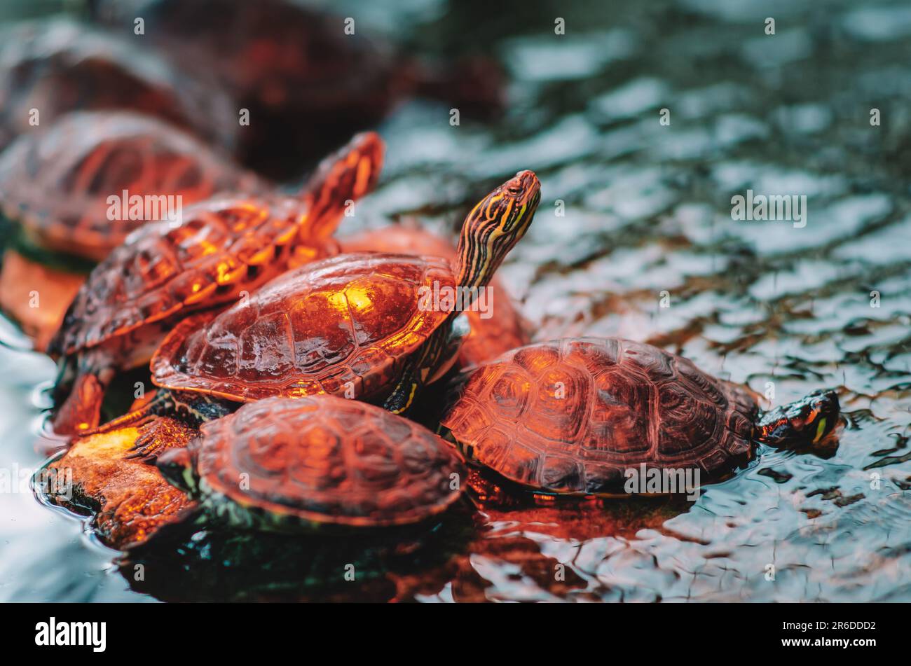 Turtles in the water Stock Photo - Alamy