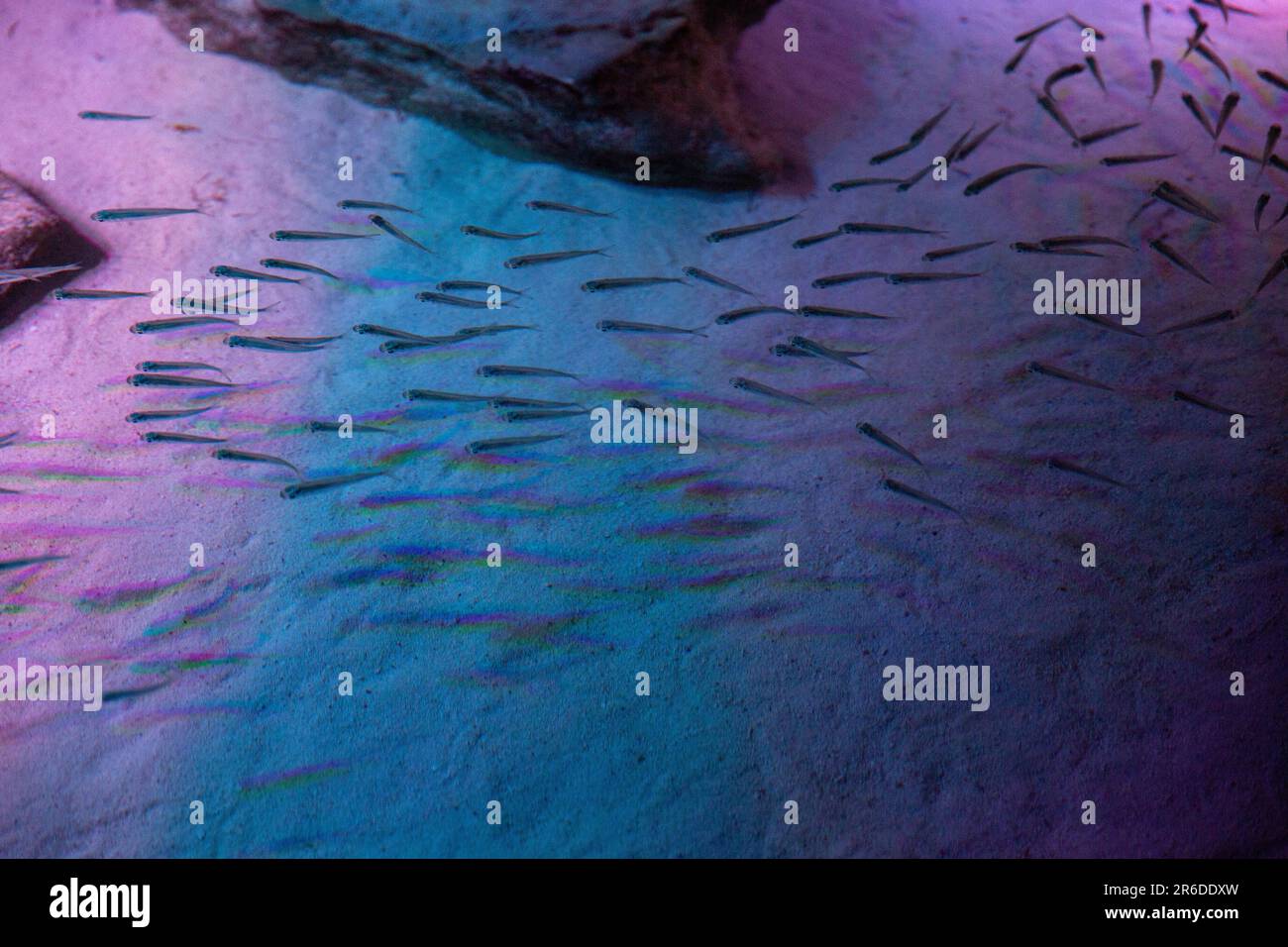 School of Minnows in color Stock Photo - Alamy