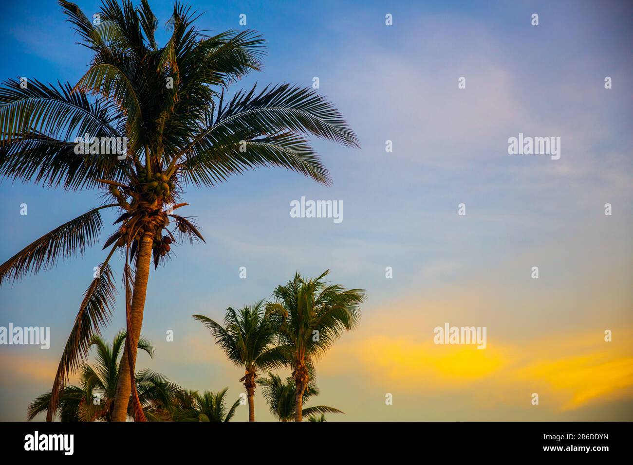 trio of palm trees in the morning light Stock Photo - Alamy