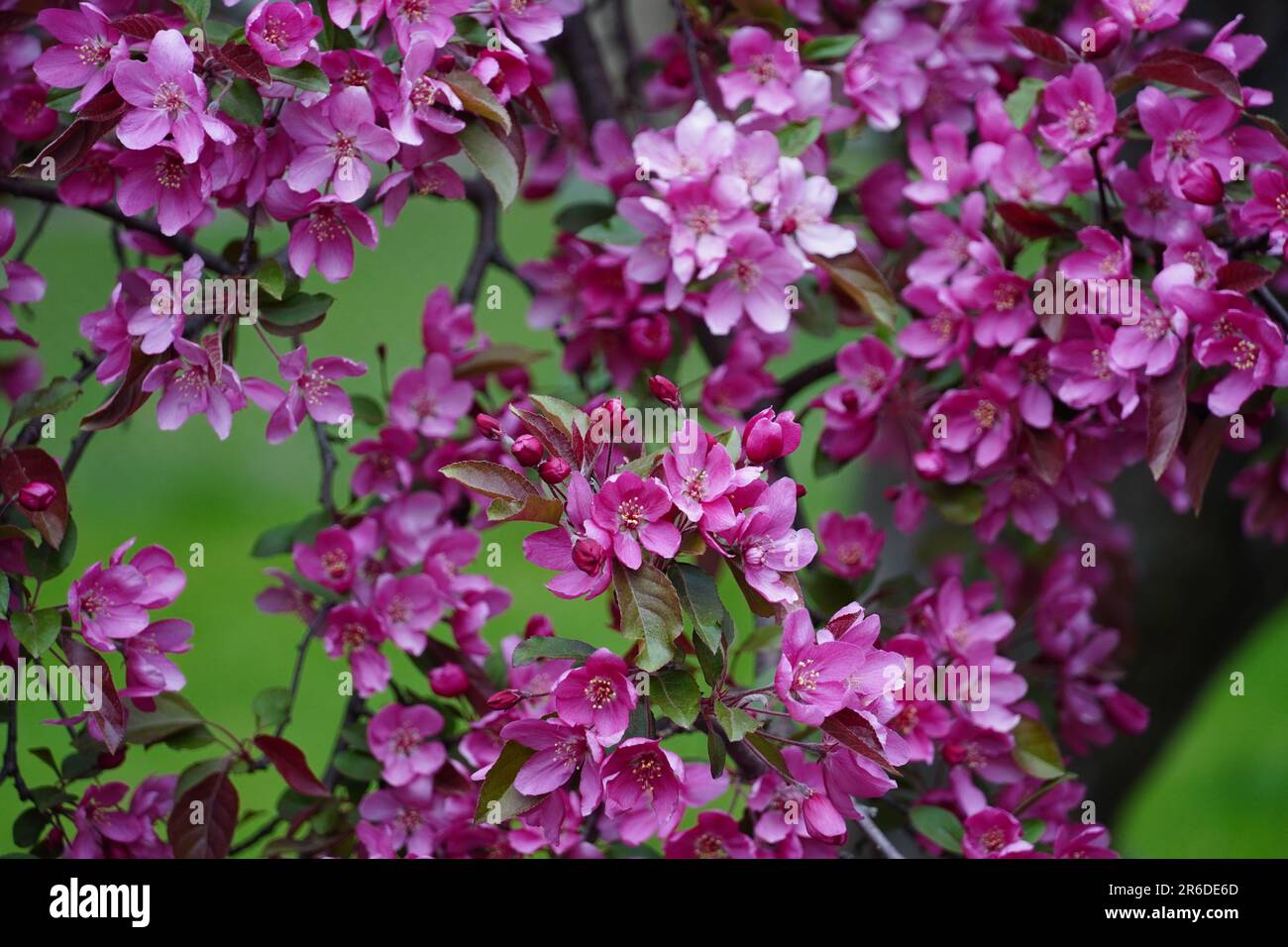 Butterfly landing water hi-res stock photography and images - Alamy