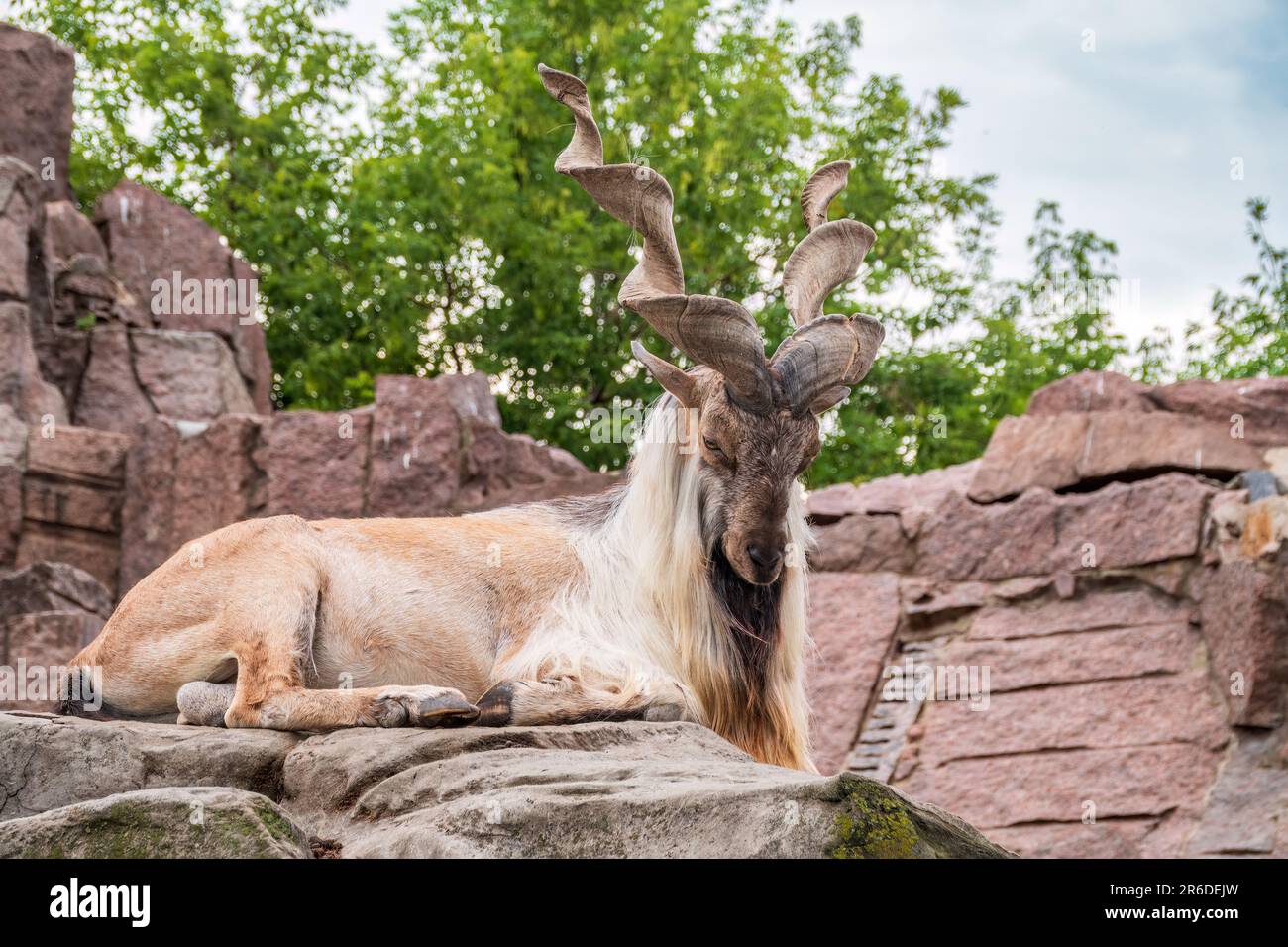 Close-up portrait of Markhor, Capra falconeri, wild goat native to ...