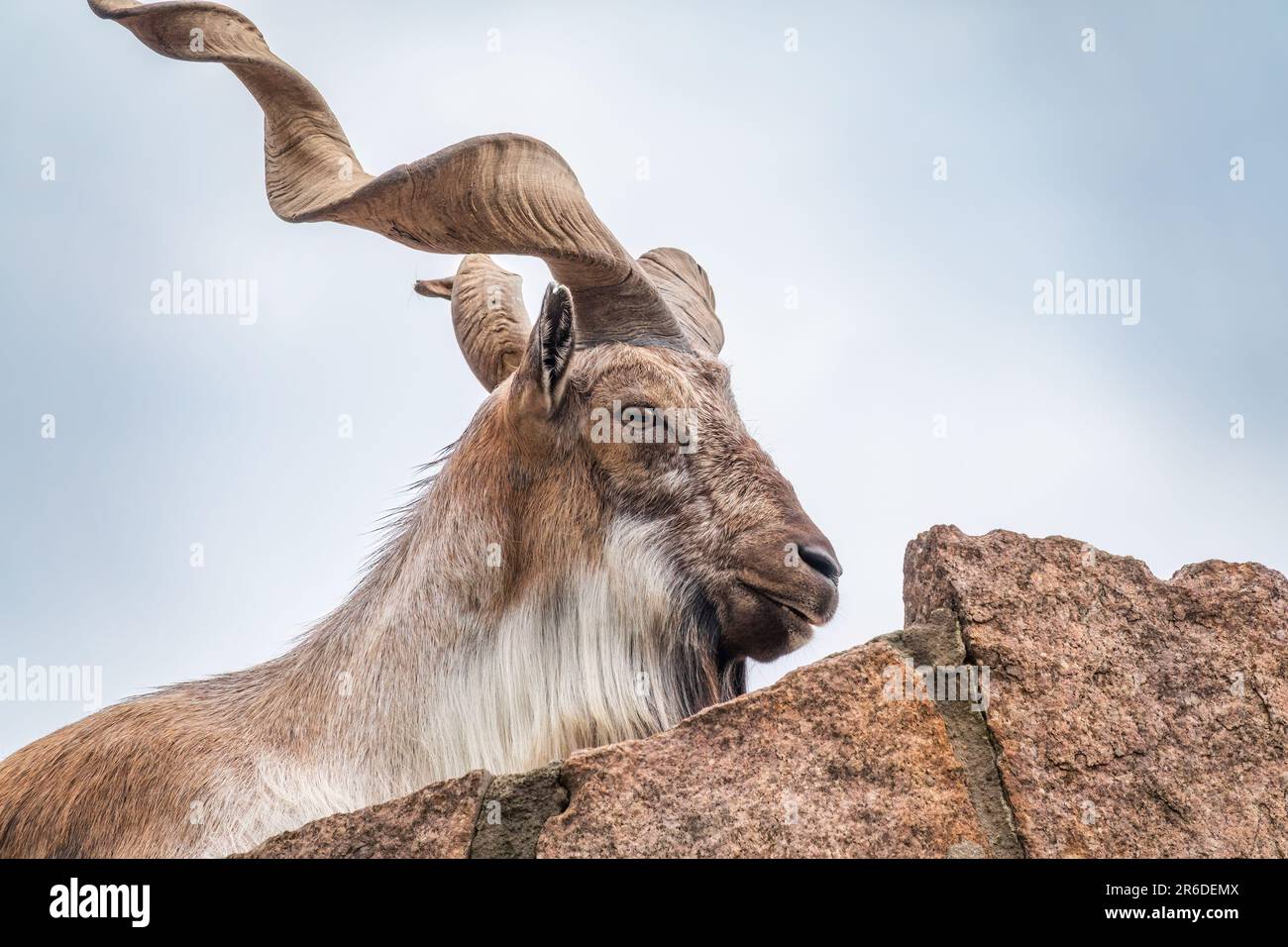 Close-up portrait of Markhor, Capra falconeri, wild goat native to ...