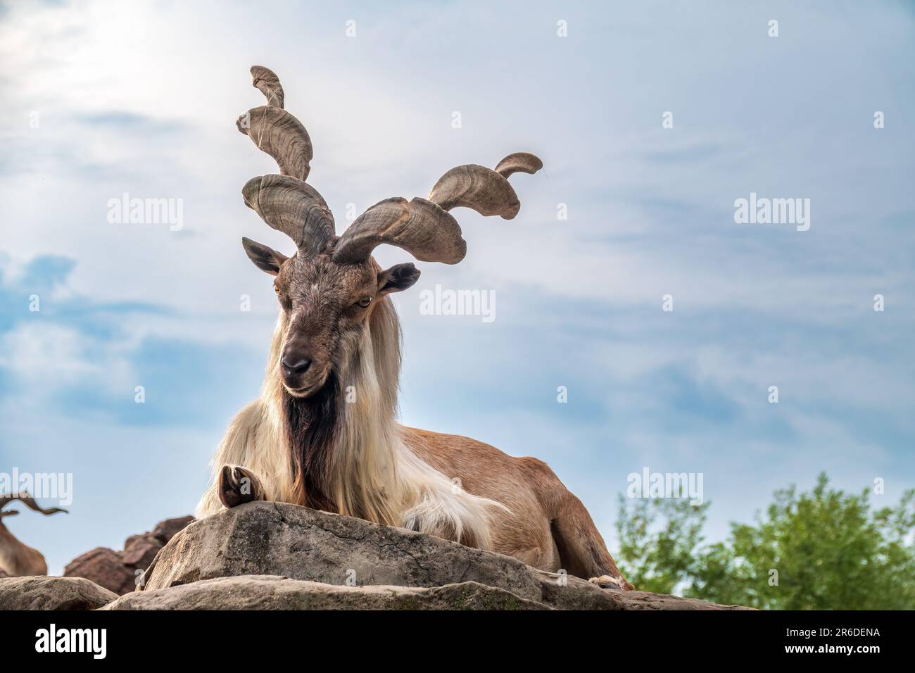 Close-up portrait of Markhor, Capra falconeri, wild goat native to ...