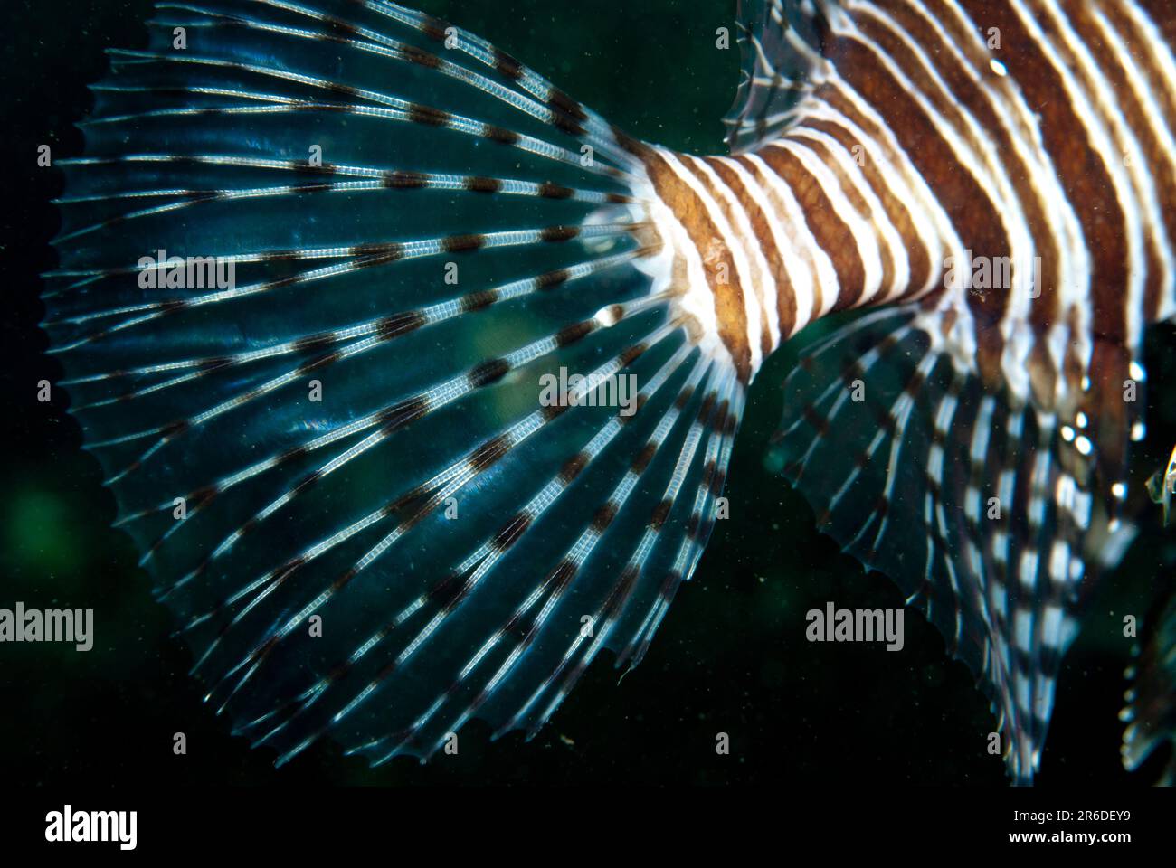 Tail of Common Lionfish, Pterois volitans, Mutiny Point dive site, Near ...