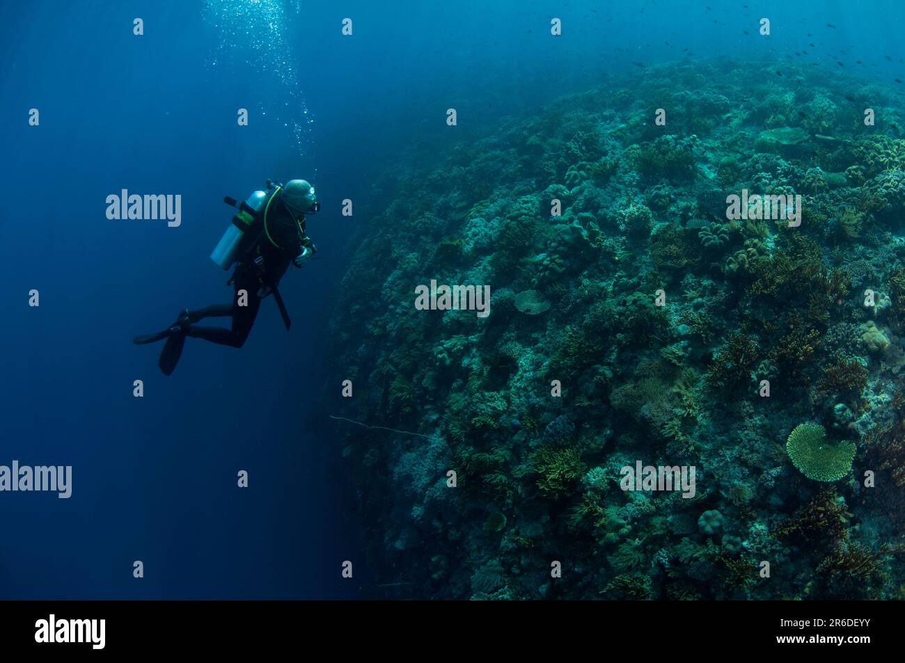 Diver by coral reef, Mutiny Point dive site, near Perai village, Wetar ...