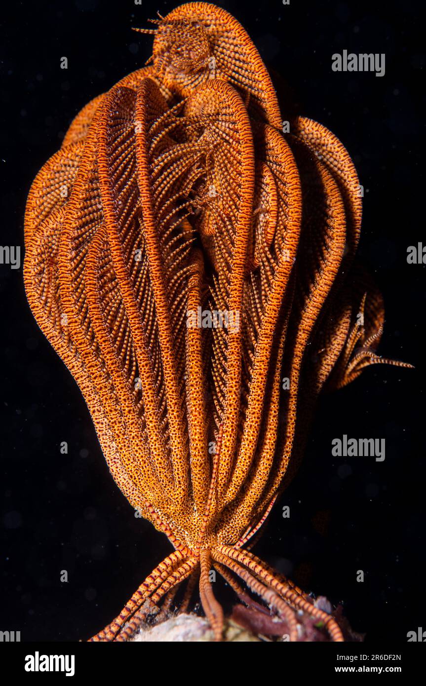 Crinoids, Comatulida Order, night dive, near Perai village, Wetar ...