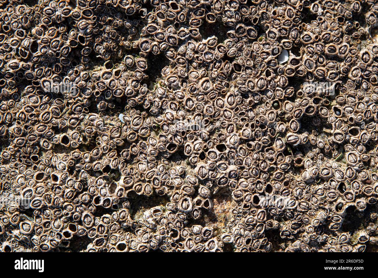 Texture of small shells on a rock, barnacles Stock Photo - Alamy