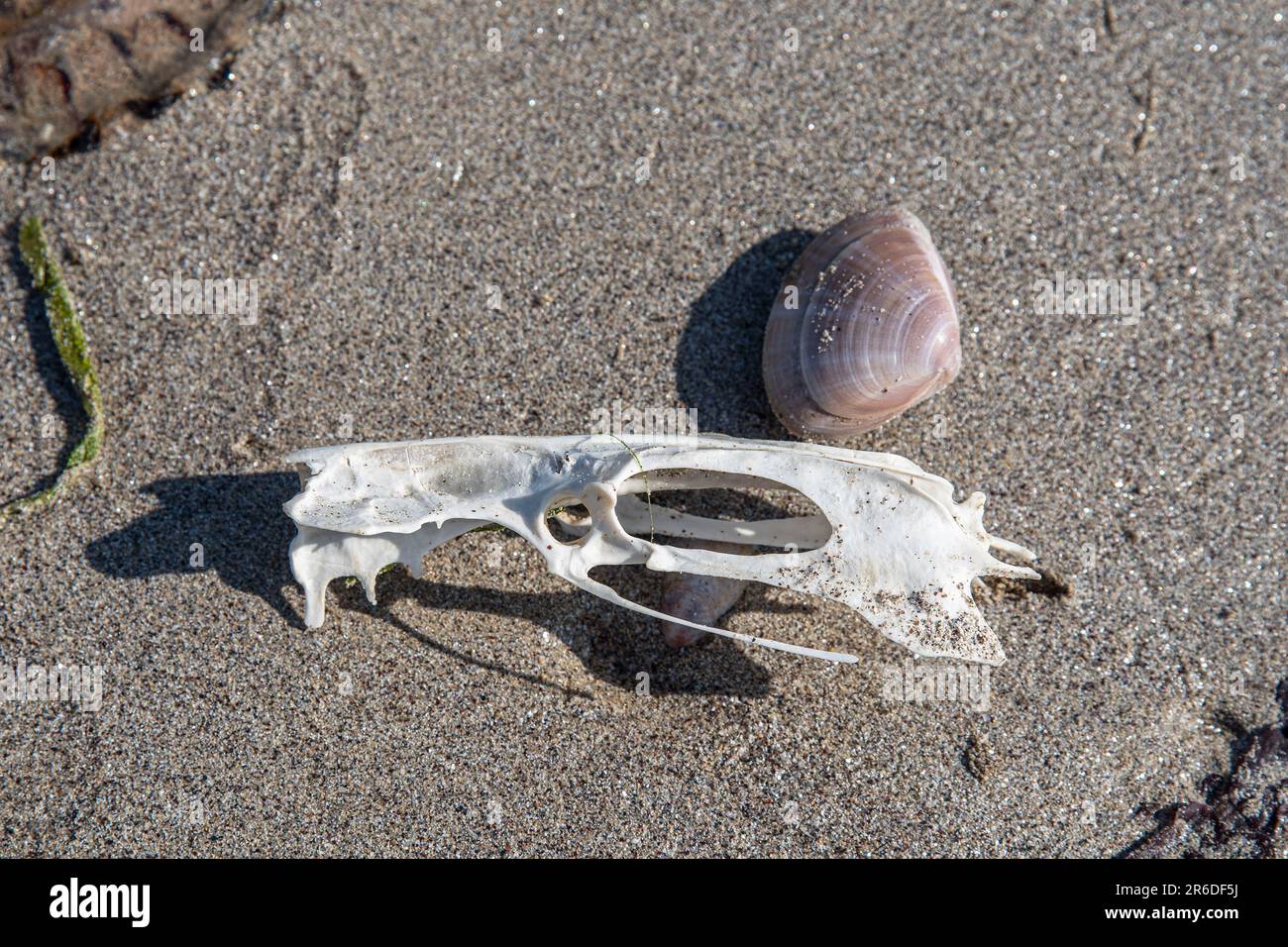 A fish skull skeleton on the sand of a beach in Brittany Stock Photo ...