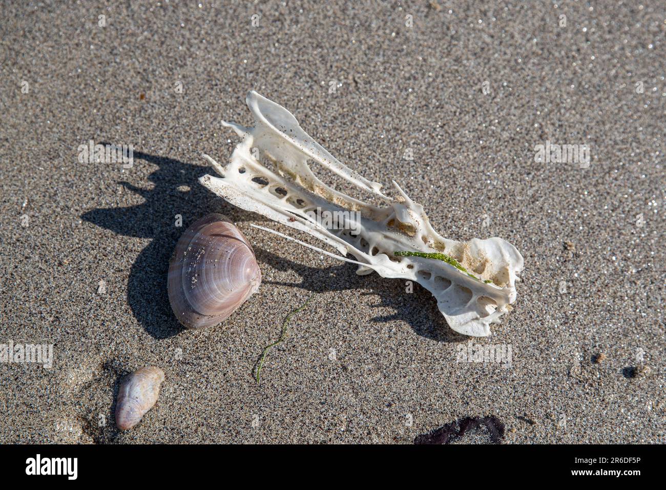 A fish skull skeleton on the sand of a beach in Brittany Stock Photo ...