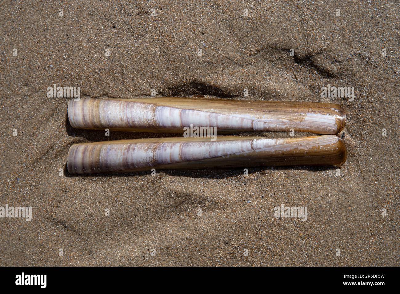 An elongated brown shell stuck in the sand on a beach in Brittany Stock ...