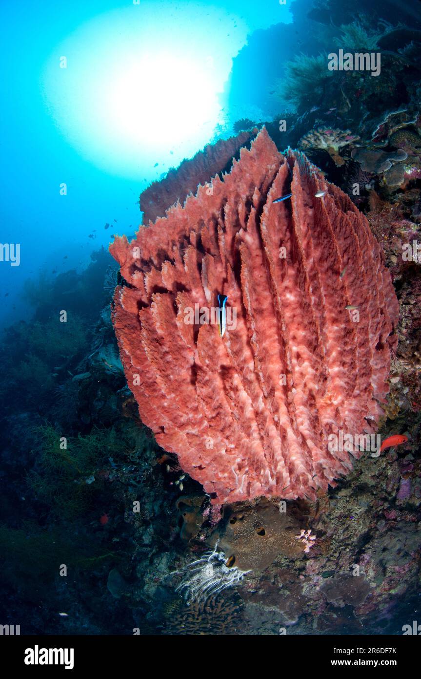 Barrel Sponge, Xestospongia testudinaria, with sun in background near ...