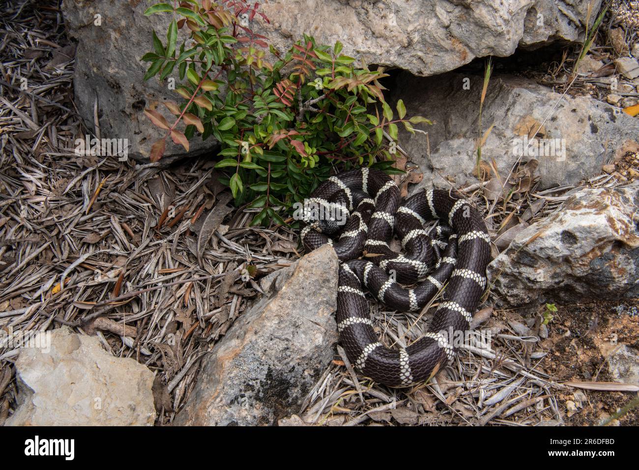 Western King Snake