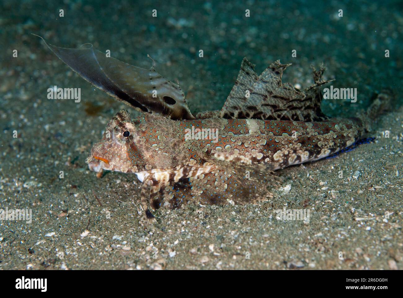 Fingered Dragonet, Dactylopus dactylopus, with fins extended, Rhino ...