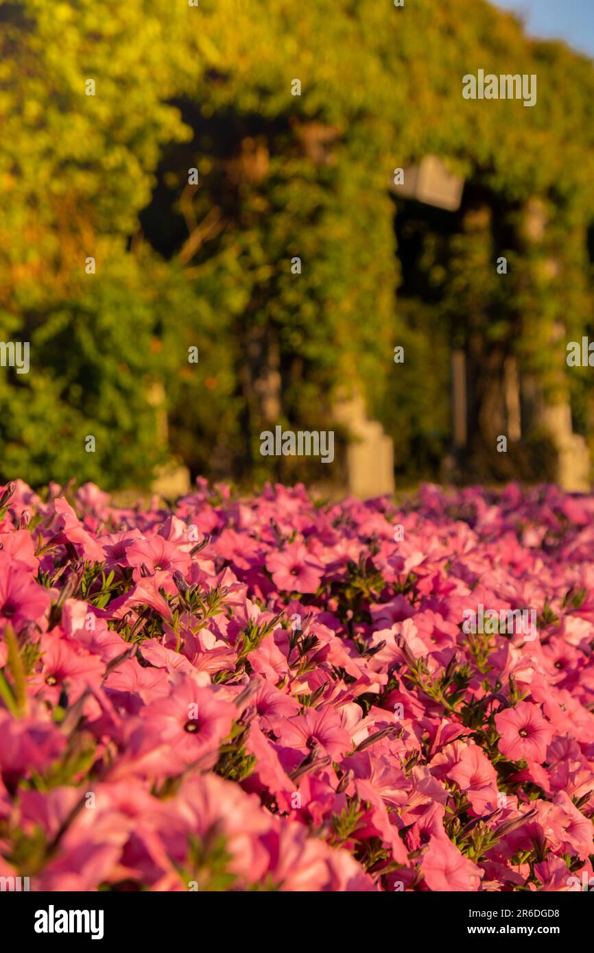 Pergola with green plants at Centennial Hall in Wroclaw. Poland in ...