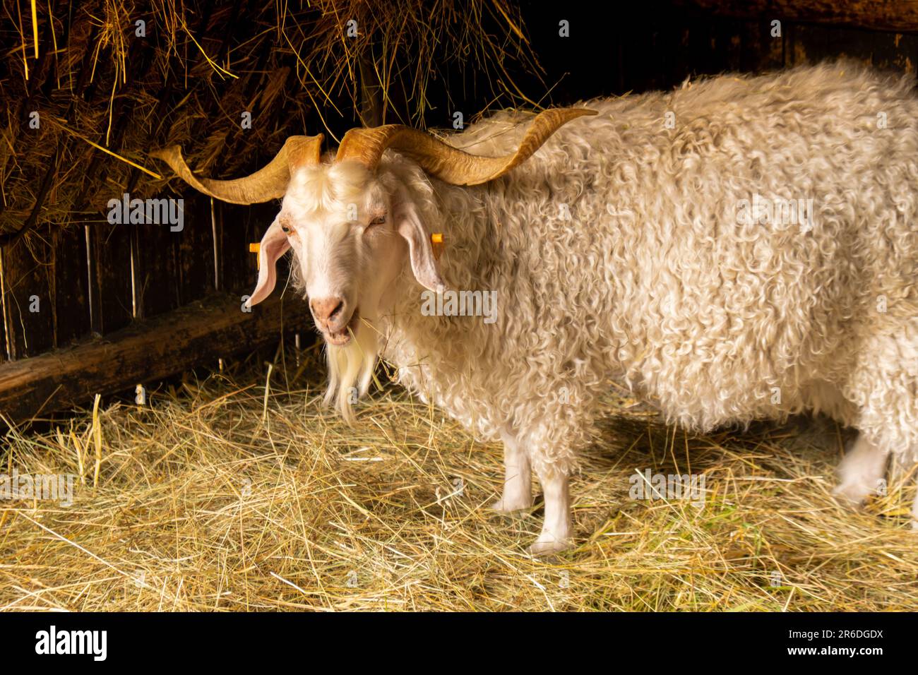 Animals goats eating in the farm. Domestic farm chews. Agriculture and ...