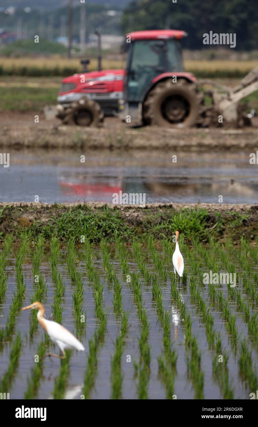 09th June, 2023. Cattle egrets Cattle egrets, a cosmopolitan species of ...