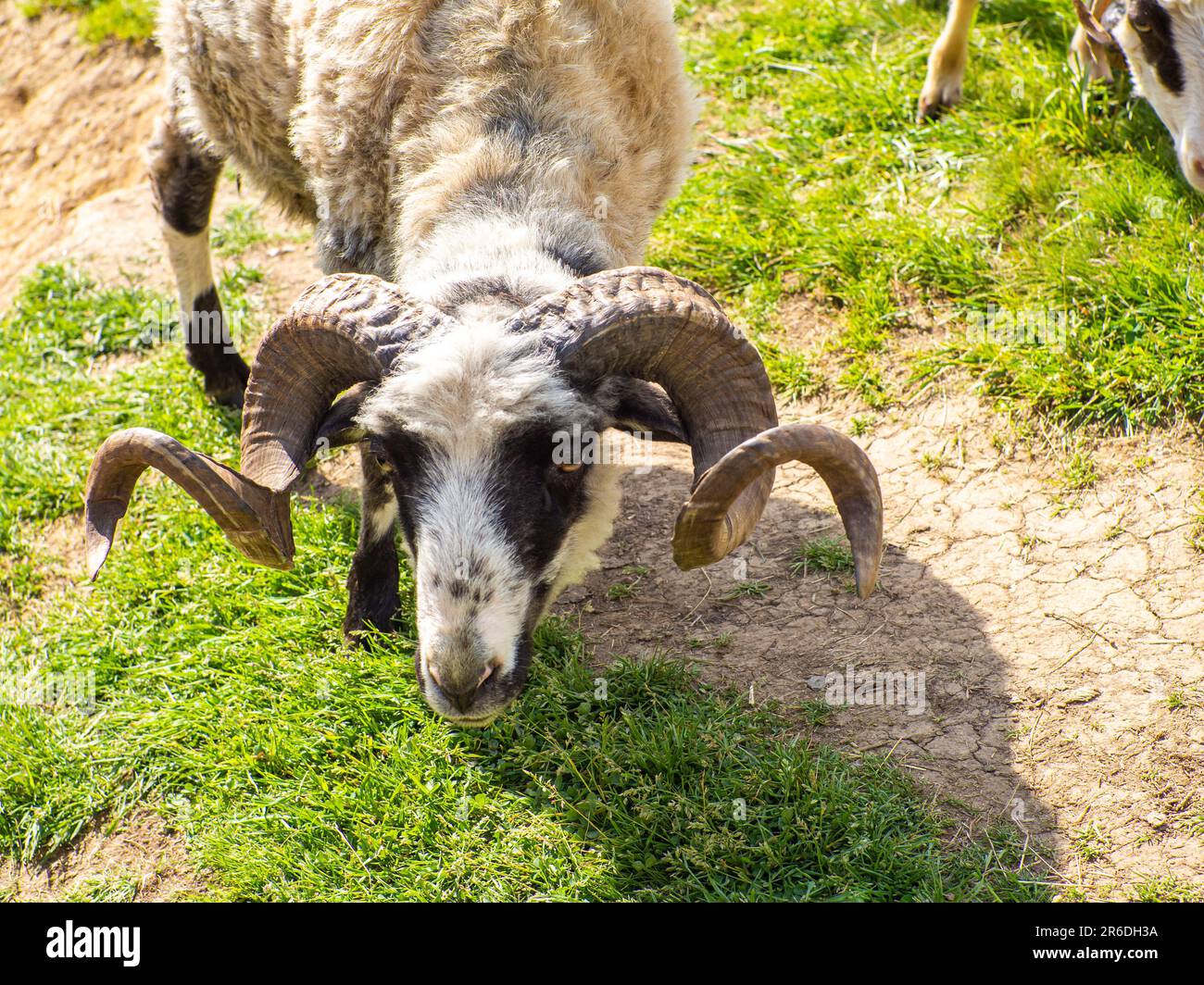 Large twisted horns hi-res stock photography and images - Alamy