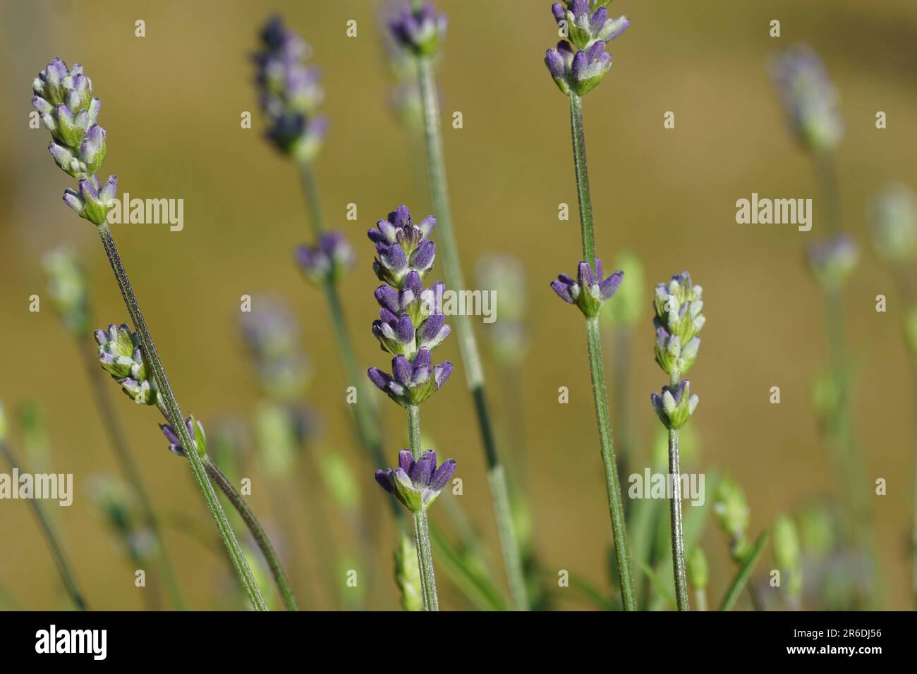Close up flowers of the lavender Lavandula angustifolia essence purple ...