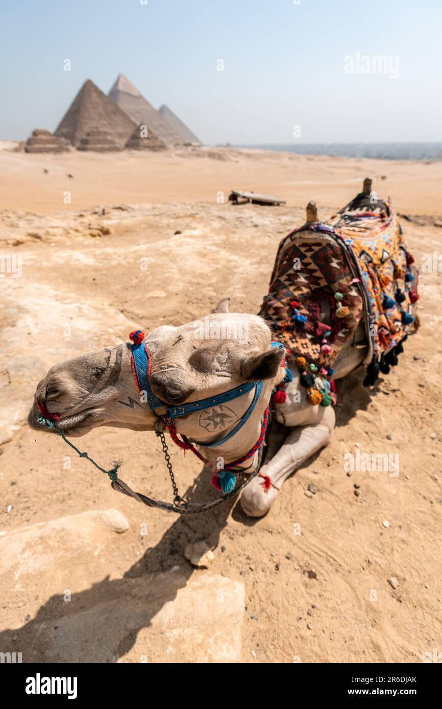 Front profile of a camel hi-res stock photography and images - Alamy