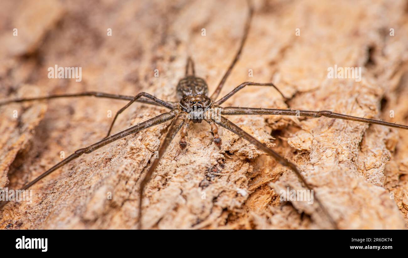 Two-Tailed Spider or Hersiliidae spider on tree trunk spider in ...