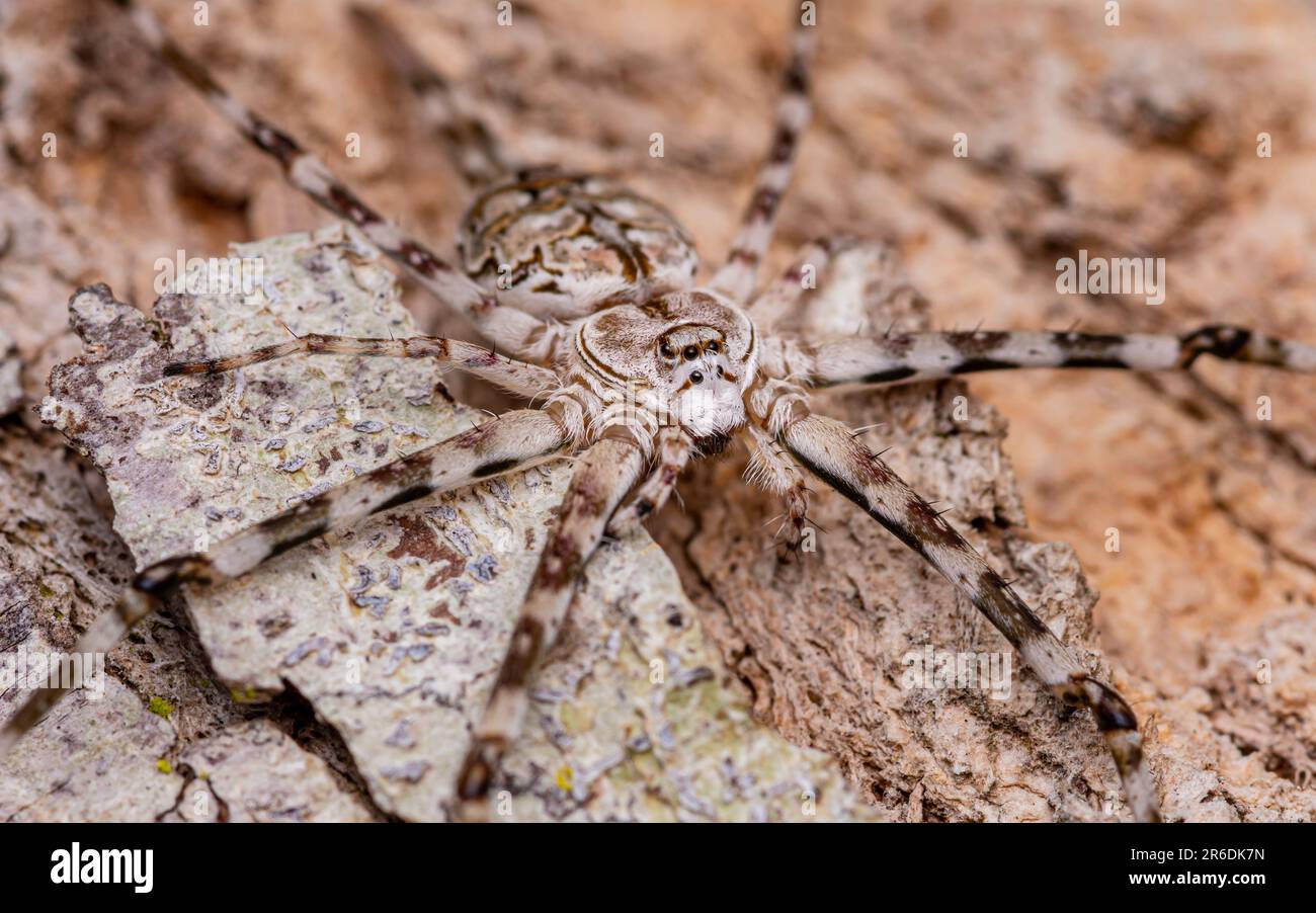 Two-Tailed Spider or Hersiliidae spider on tree trunk spider in ...