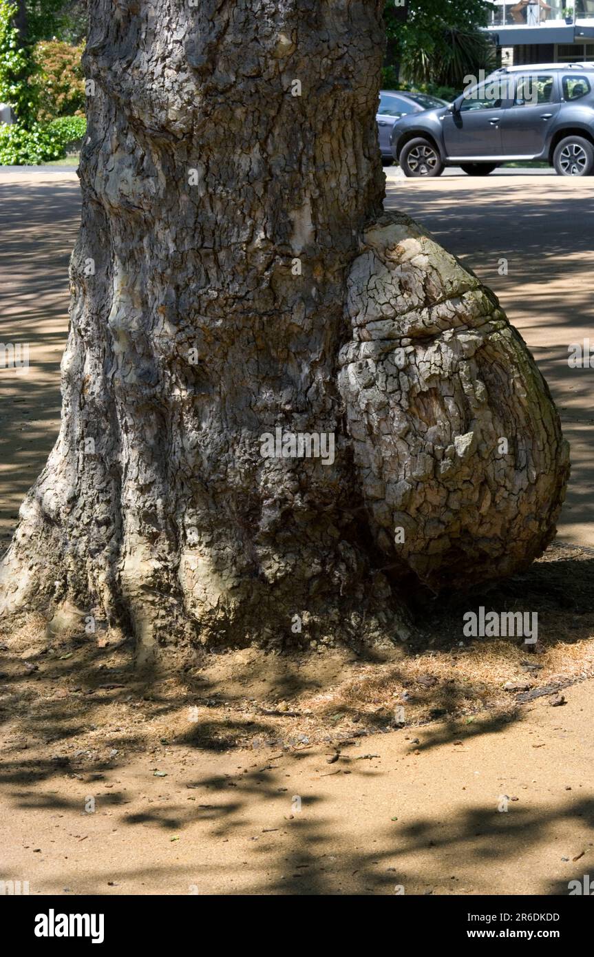 Burr plant hi-res stock photography and images - Alamy