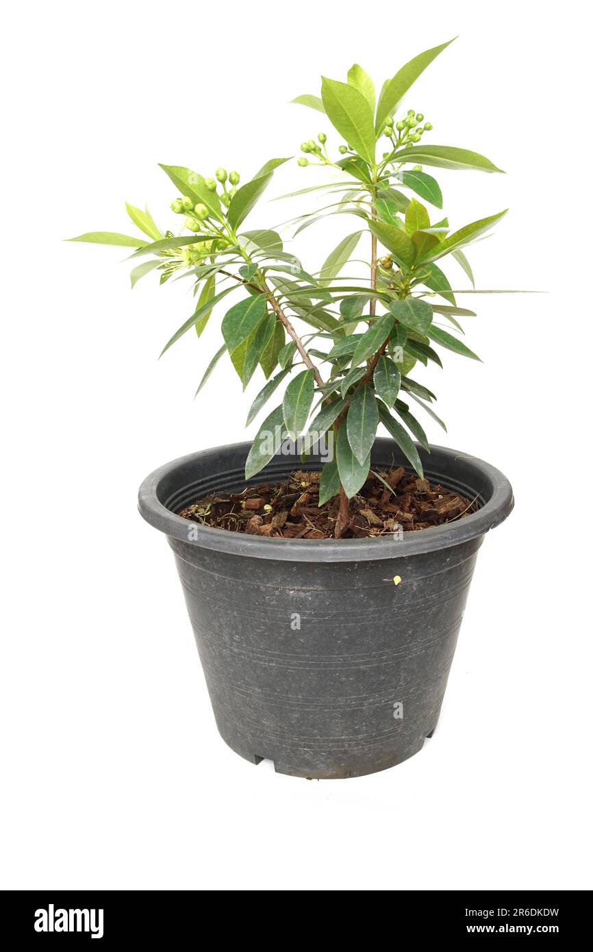 Xanthostemon Chrysanthus isolated on white background Stock Photo - Alamy