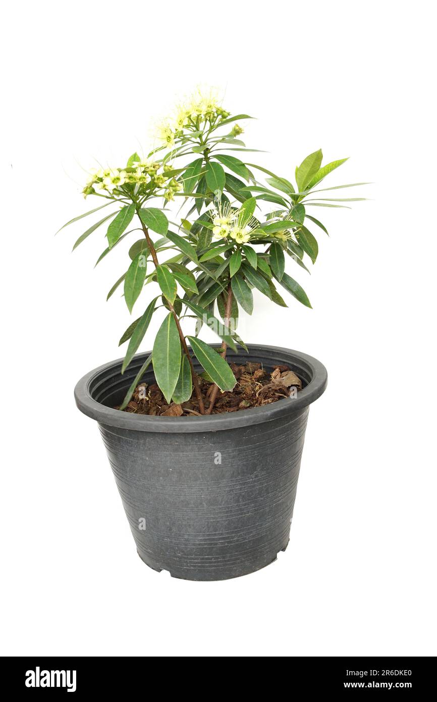 Xanthostemon Chrysanthus isolated on white background Stock Photo - Alamy