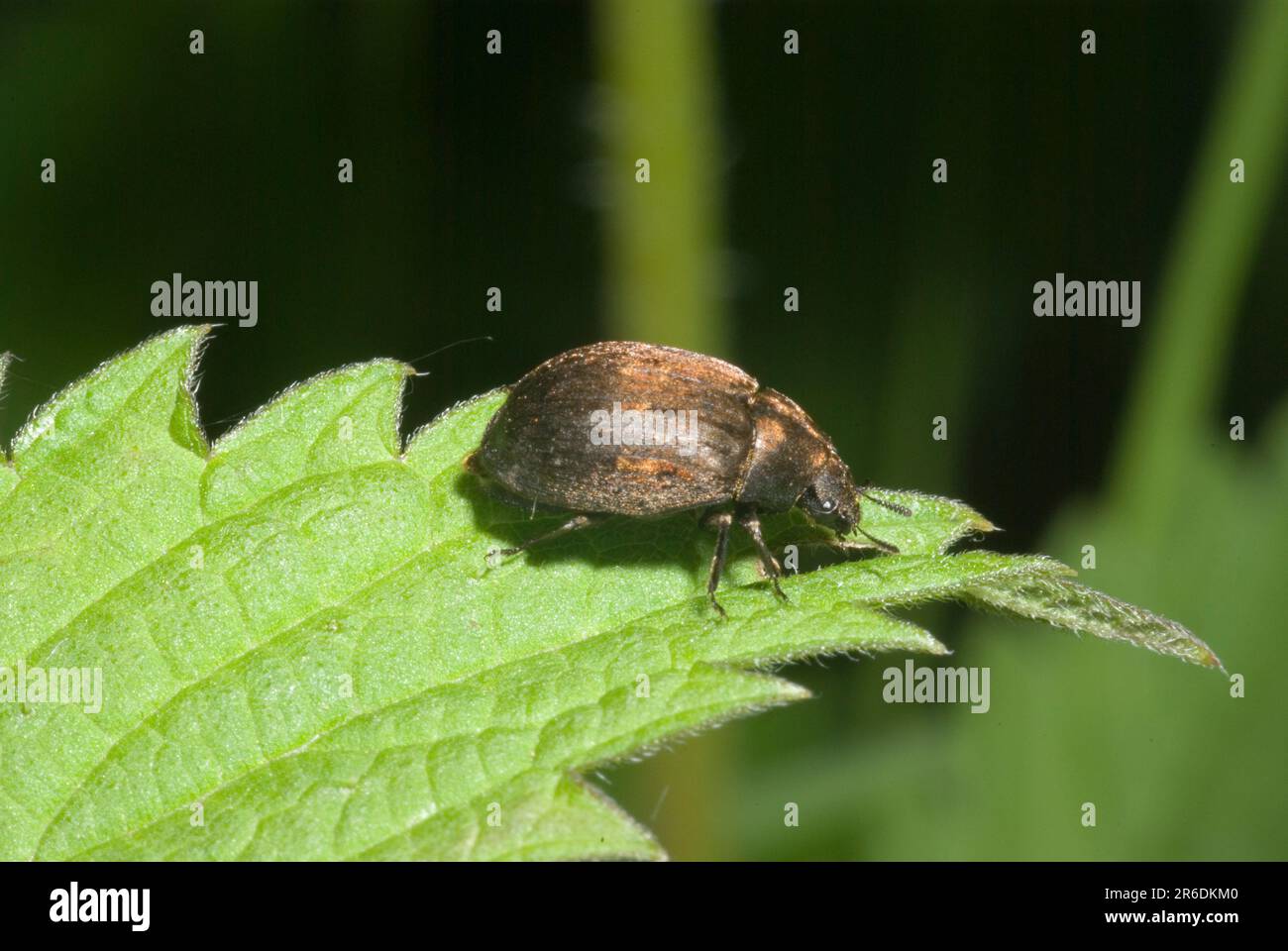 Brown pill hi-res stock photography and images - Alamy